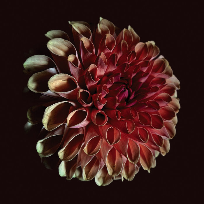Jessica Moss - Unfolding LP – Chaz's Bull City Records